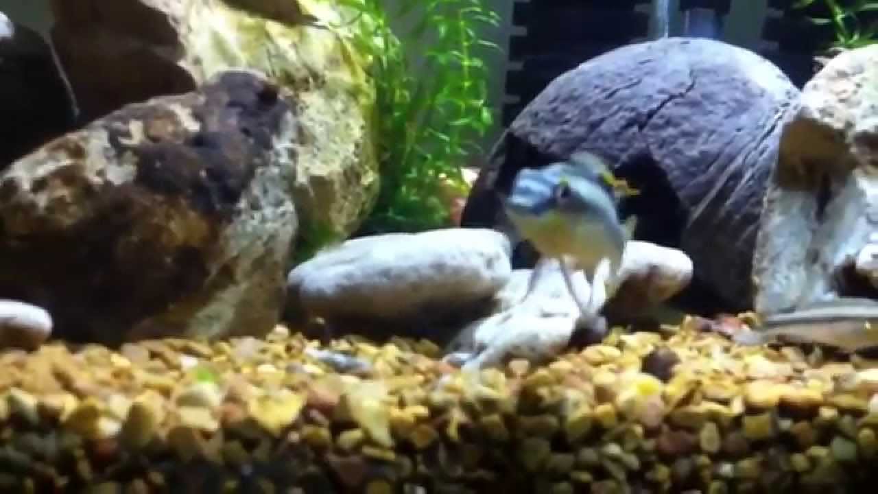 Pelvicachromis pulcher 'Nigerian Yellow (Kribensis) - YouTube