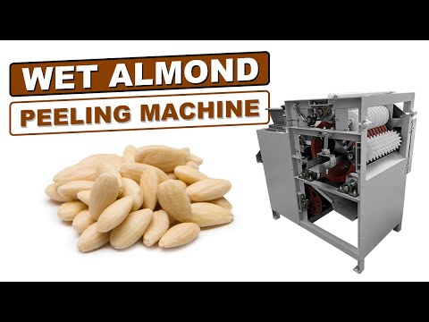 Soaked Almond Blanching Peeling Machine|Almond Peeling Machine Wet Type ...
