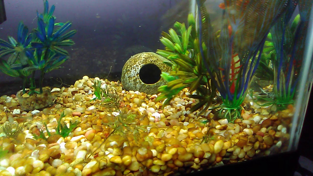 Little catfish getting settled - YouTube