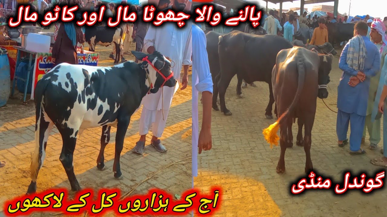 Beautiful Mix Animals Male Female Valves And Kato Maal Fresh Update ...