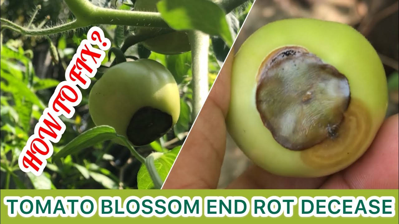 TOMATO BLOSSOM END ROT DECEASE | HOW TO FIX EASILY & QUICKLY TOMATO BER ...