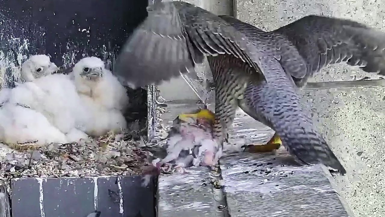 367 Collins Falcons~Kids are in food coma during the feeding~6:46 PM ...