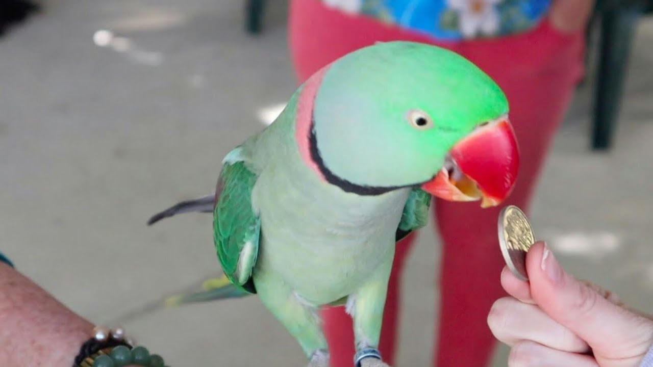 My Green Ringneck Green Parrot talking sounds amazing - YouTube