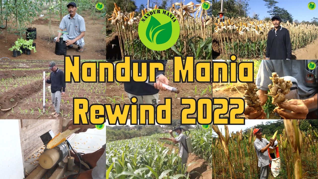 Nandur Mania Rewind - YouTube