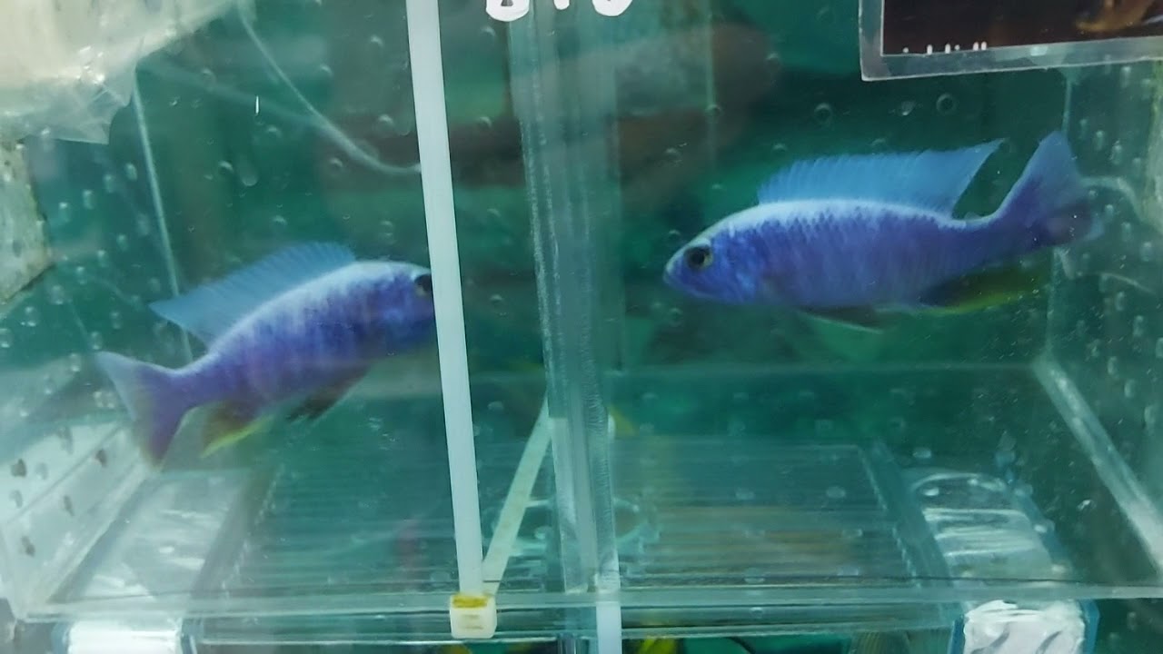 Sciaenochromis fryeri Iceberg…10-11cm…冰山亞拉 - YouTube