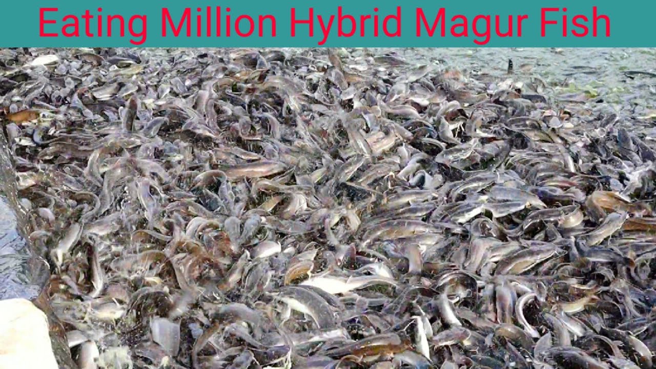 Hybrid Magur Fish ||Million Catfish Eating Food In Village Pond ||Joy ...