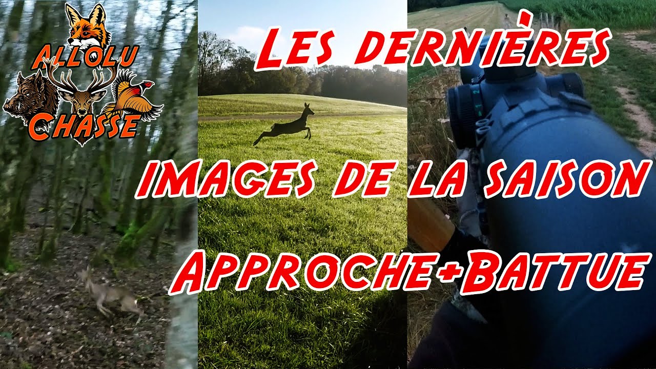 COMPILATION des dernières images de la saison! CHASSE en battue et à l ...