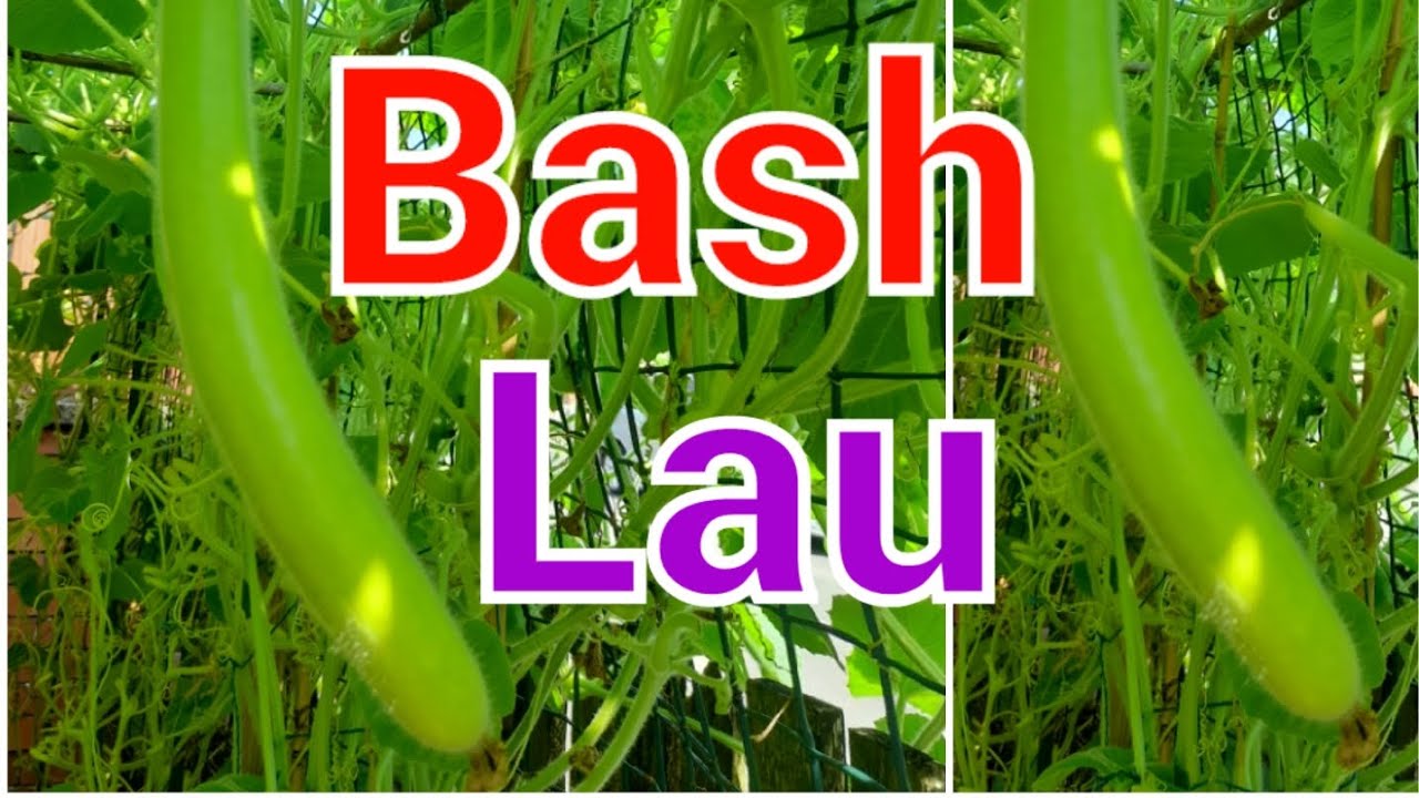 July 30th full garden tour. - YouTube