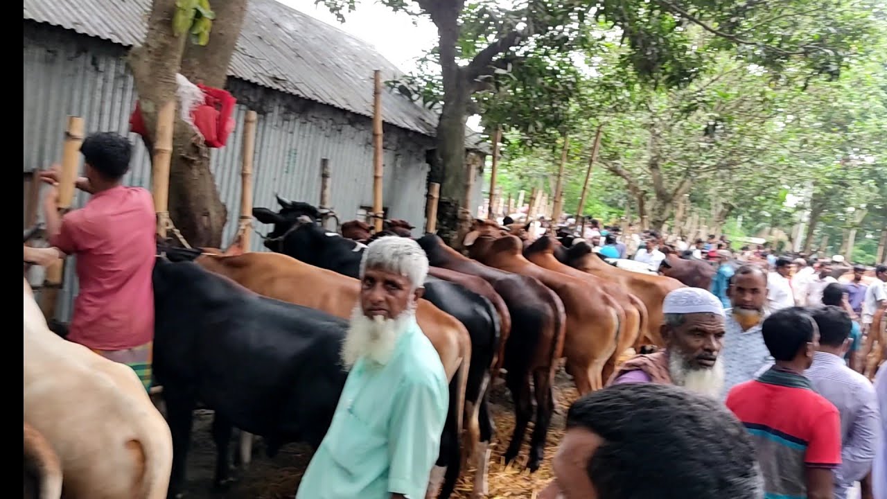 Bangladesh NO 1 cow bazar ঐতিহ্যবাহী বিশনন্দী বাজারের গরুর হাট - YouTube