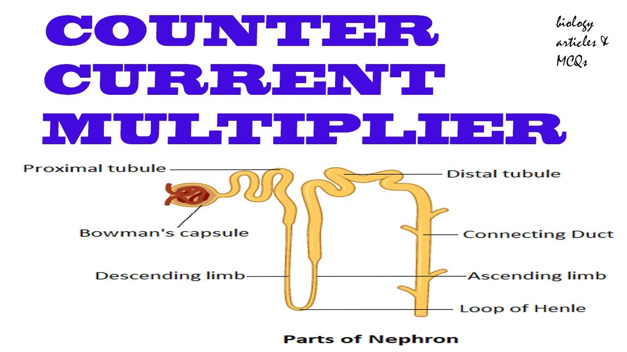 Counter current multiplier of loop of henle || BIOLOGY ARTICLES AND ...