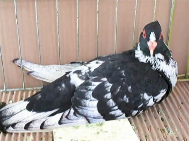 Dutch Highflyer, Haut volant Neerlandais, Niederländische Hochflieger ...