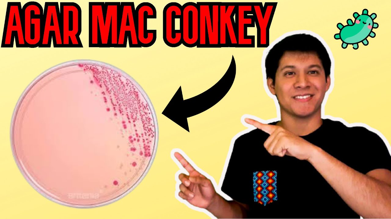 AGAR MacCONKEY MICROBIOLOGÍA l AGAR MacCONKEY ESPAÑOL l MacConkey Agar 2021 - YouTube