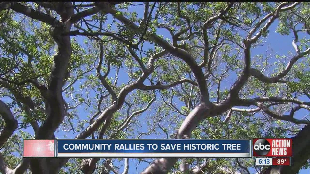 Community rallies to save historic tree - YouTube