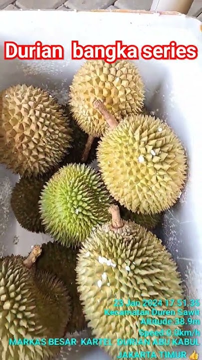 #durian #duriansultan #buah - YouTube