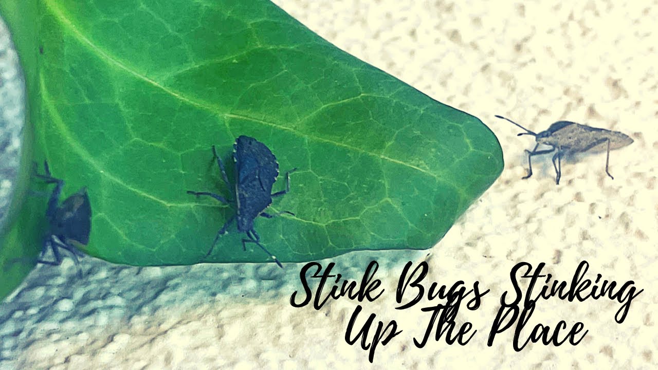 Stink Bugs Stinking Up The Place - YouTube