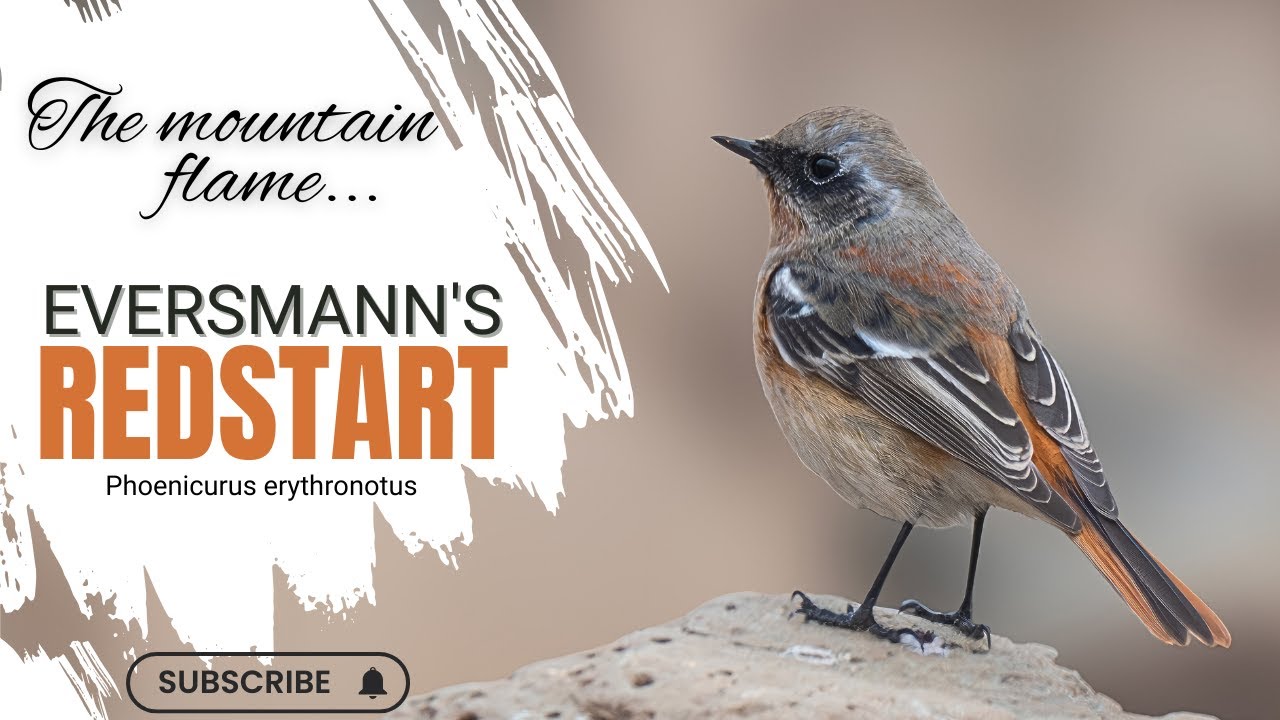 Eversmann's Redstart | The Mountain Flame #birds , #redstart #wildlife ...