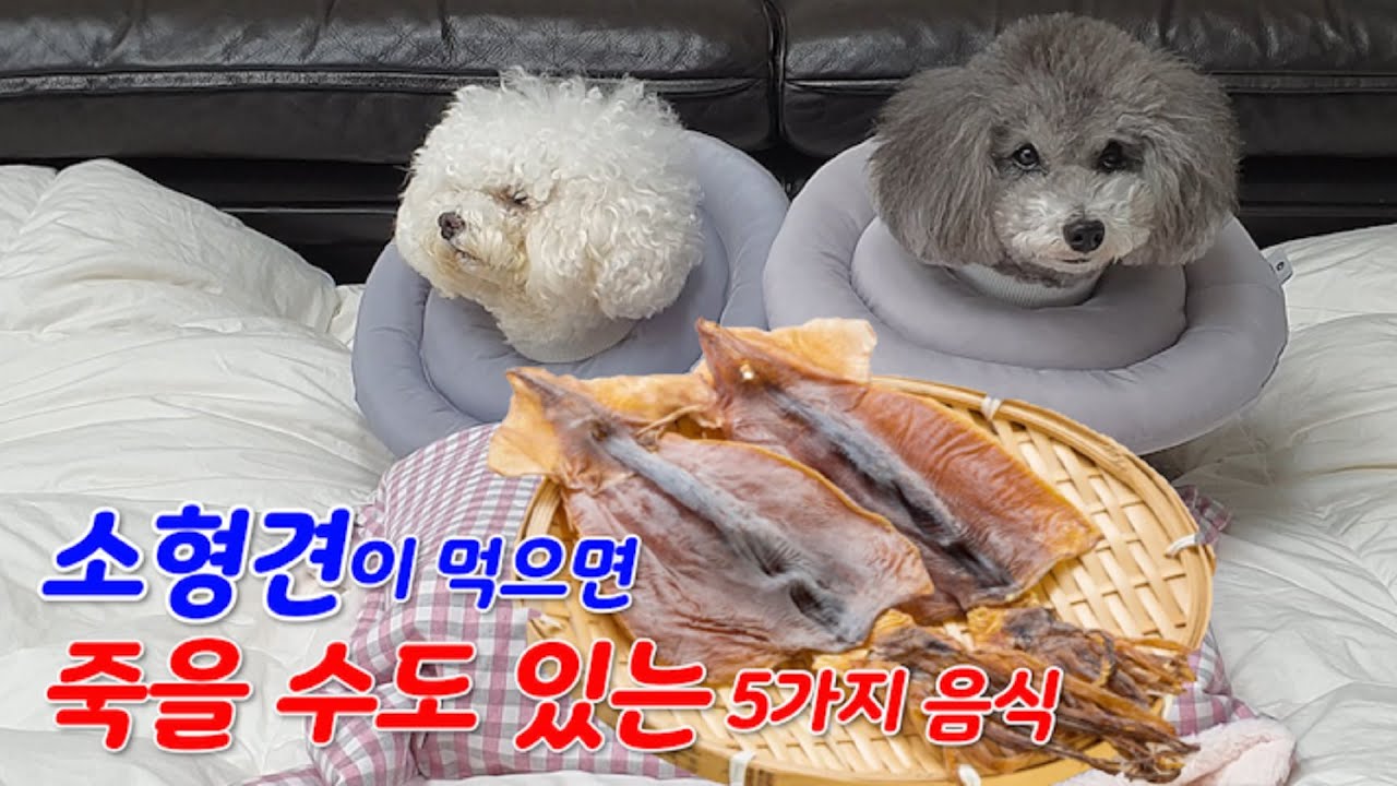 5 Dogs Never Eat Food Funny Dogs 5 Dogs Never Eat Food Funny Dogs