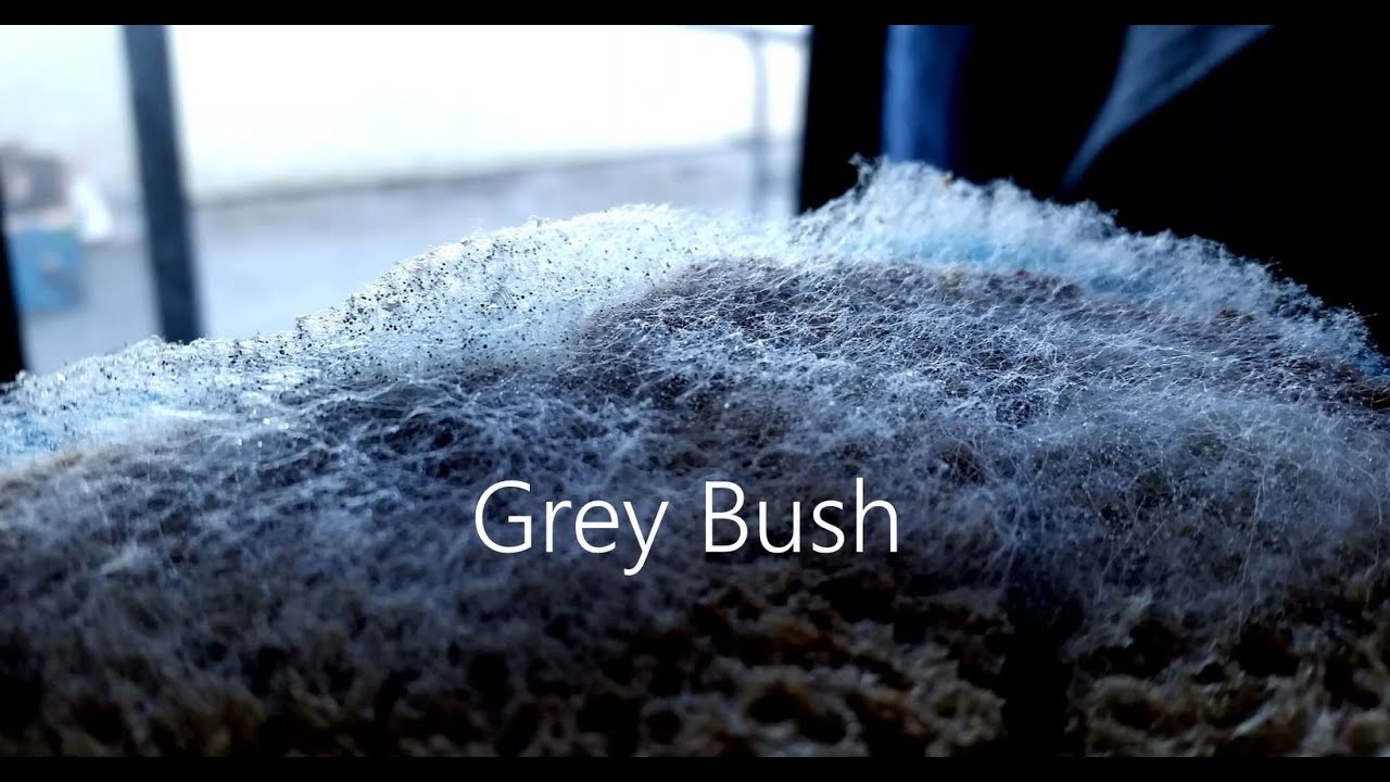 Grey Bush - YouTube