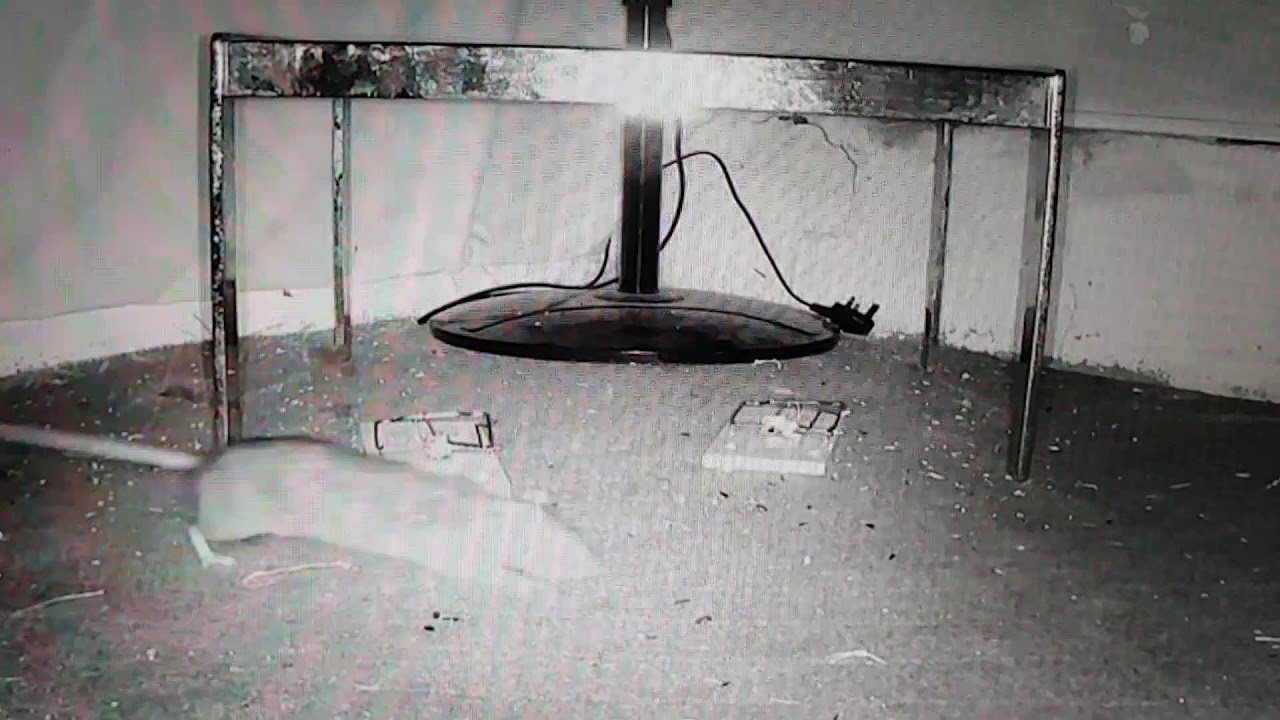 Cheeky Rat, steals bait off the trap with no worries :) :) - YouTube