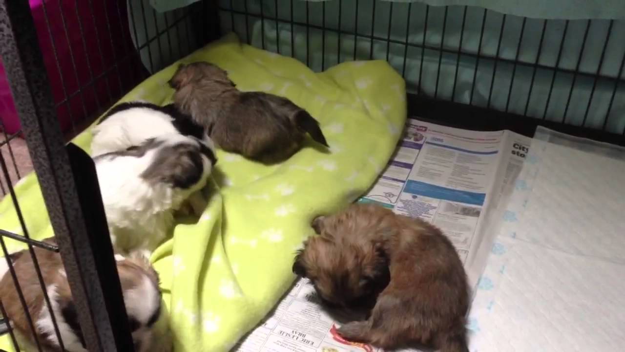 Shih Tzu puppies - Tia Maria's litter 2013 - YouTube