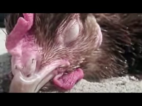 Animal Hypnosis and Trances | BBC Studios