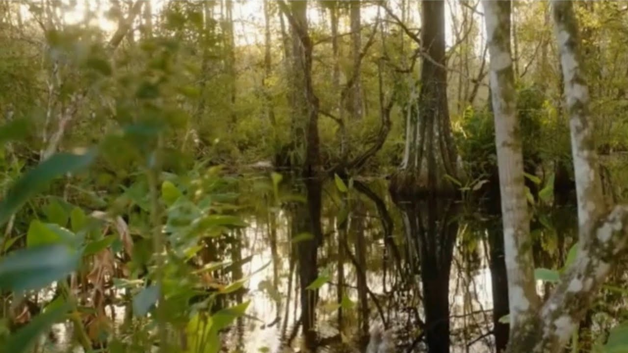 Daytime Forest Swamp | 11 Hours Relaxing Nature Ambience Sounds - YouTube