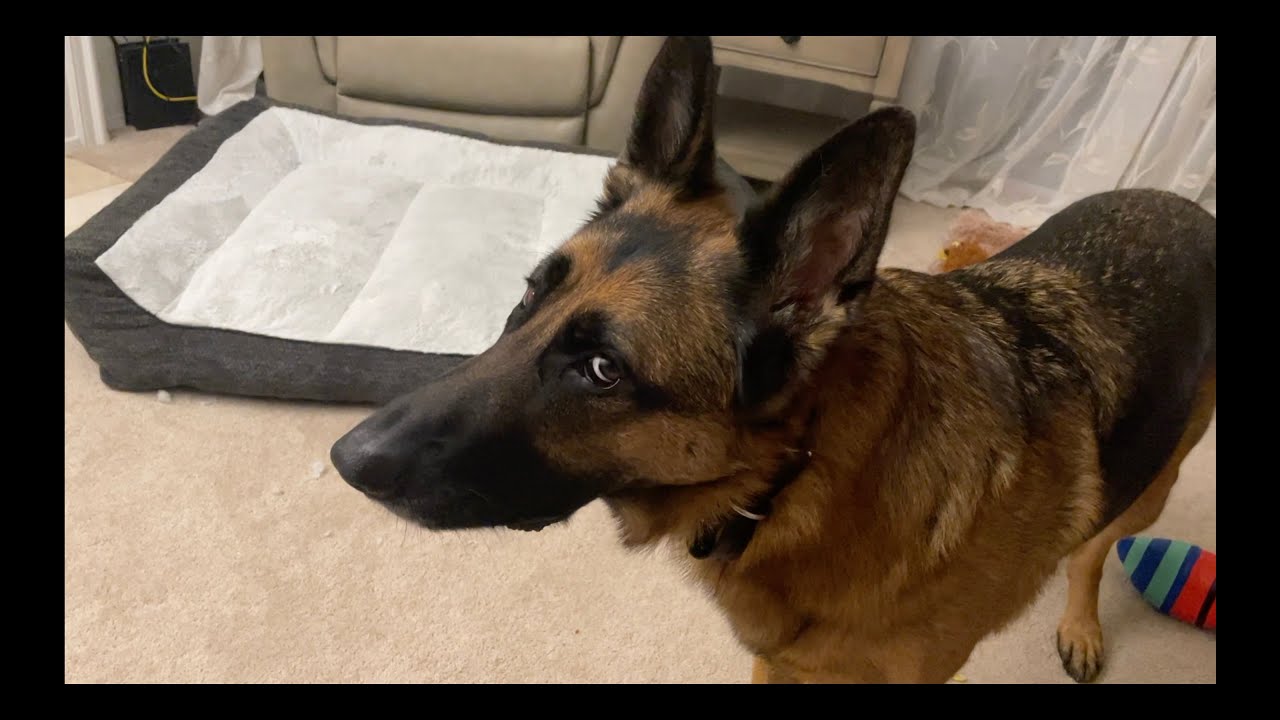 German Shepherd Talks Back - YouTube