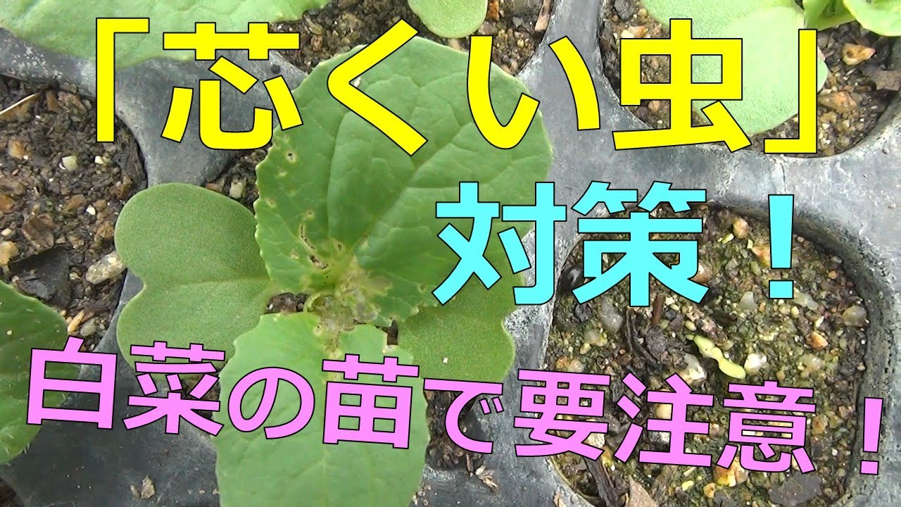 「芯喰い虫対策!」 白菜の苗で要注意! Youtube