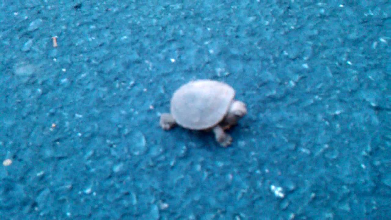 Tiny turtle! - YouTube