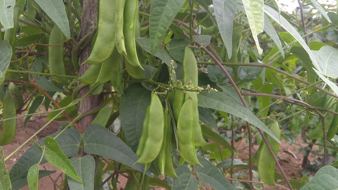plantação de feijão fava/2022 - YouTube