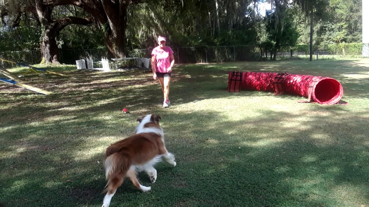 Stimulus control with food/toys and a tunnel - YouTube