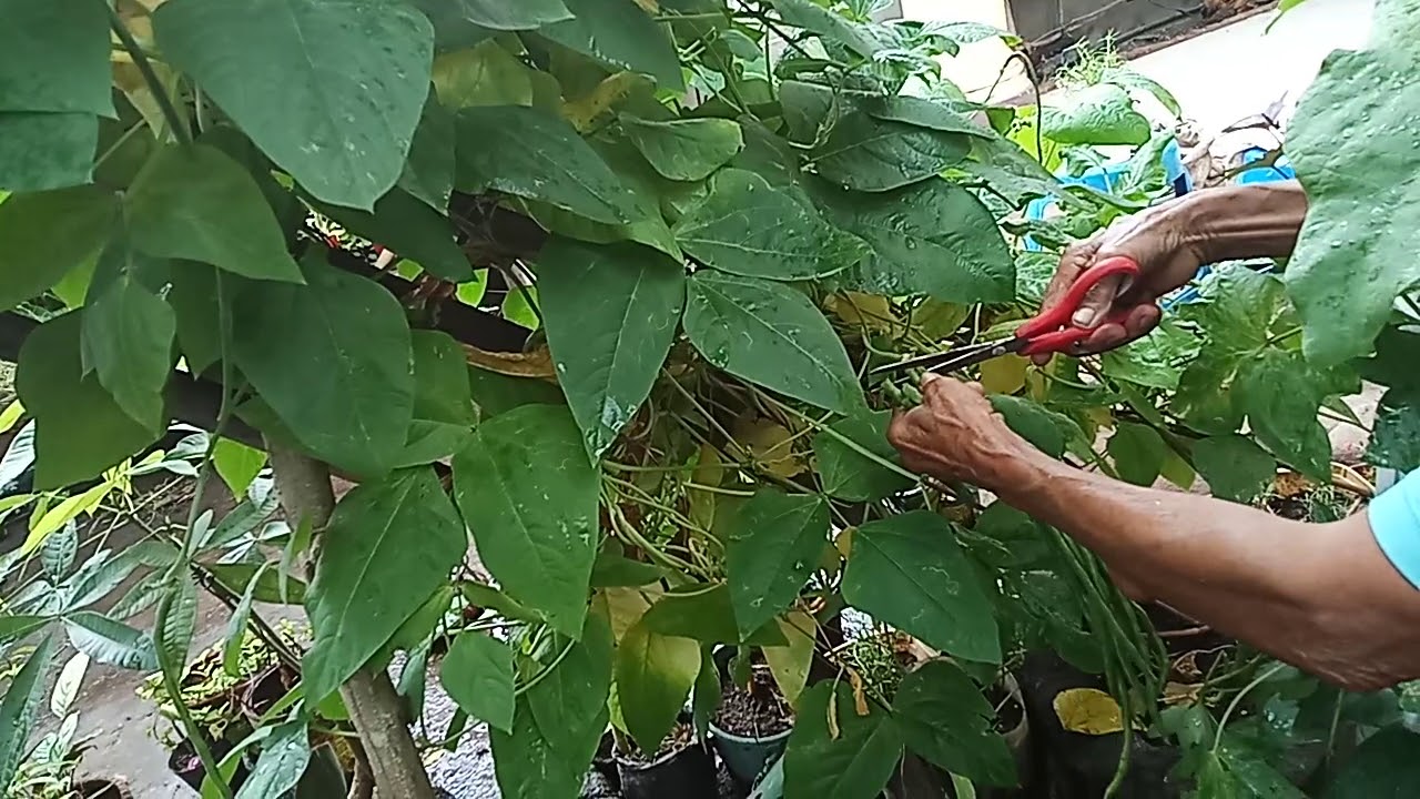 Harvesting sitaw in our Garden |Garden Ideas for Home - YouTube