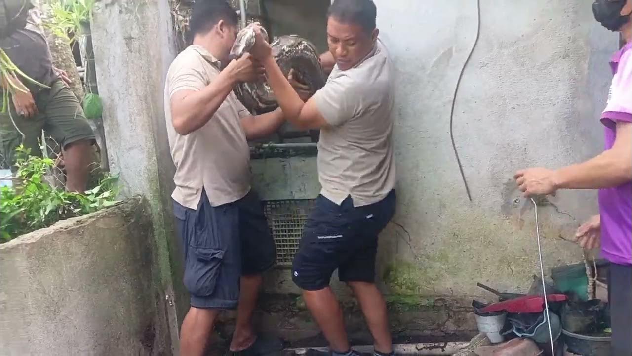 Huge Philippine Reticulated Python - YouTube
