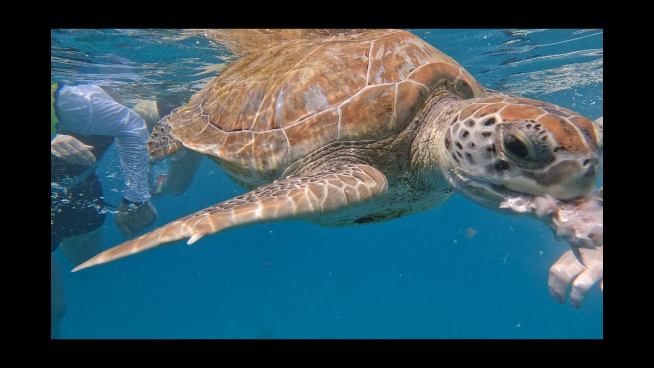 Swimming with Sea Turtles in Curacao Jan 2023 - YouTube