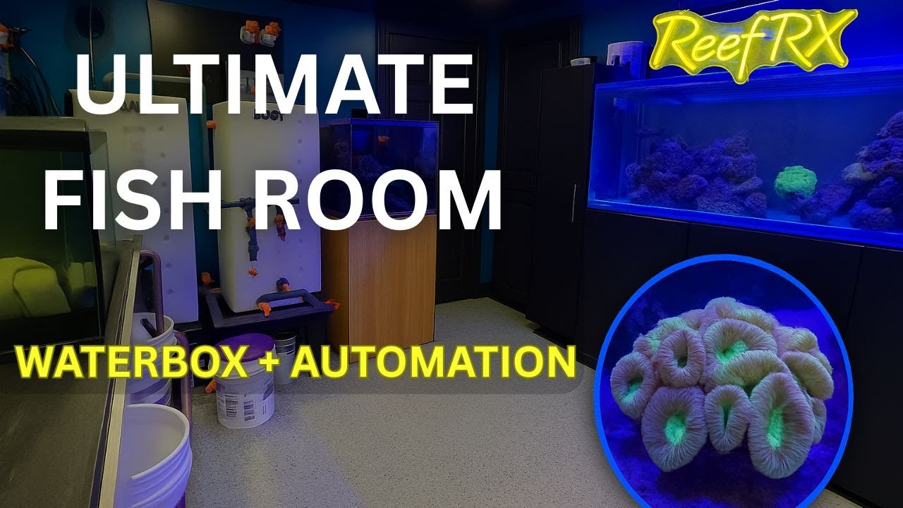 Ultimate Saltwater Fish Room Tour | Waterbox Tanks, Automation & Custom ...