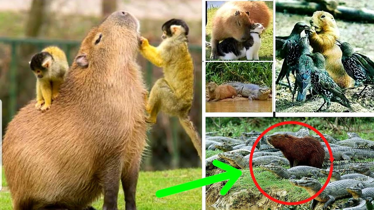Mfahamu NGEKEWA Mnyama Mwenye Bahati Sana Anapendwa na Wanyama Wote ...