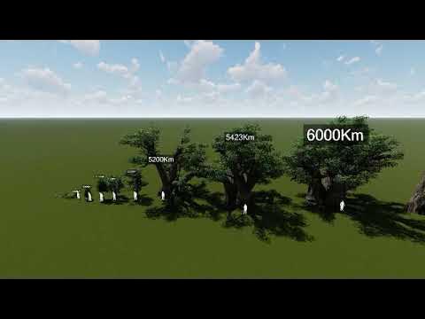 Tree Size Comparison - YouTube