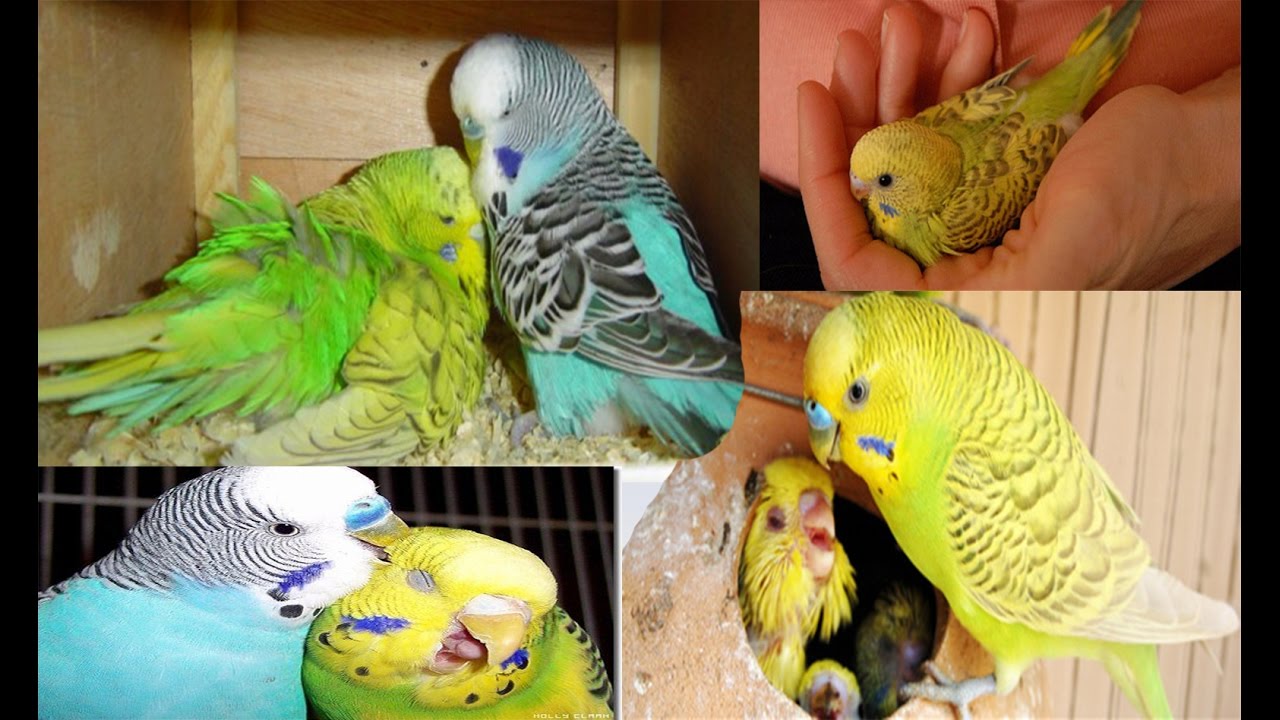 How To Breed Budgies Step by Step | Learn Breeding Birds | Birds - YouTube