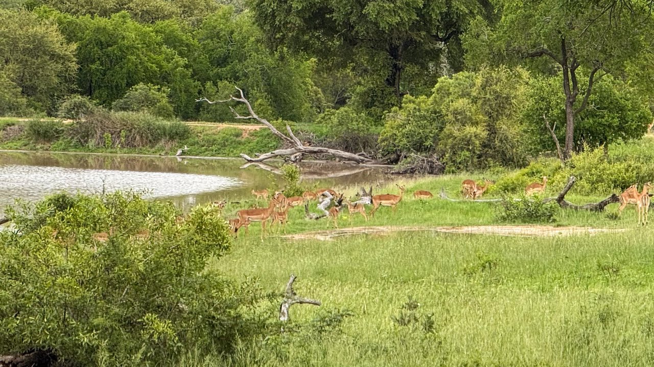 Djuma Cam Ad Free - YouTube