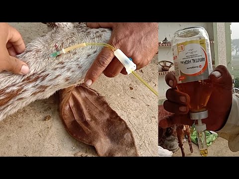 Paralyzed Goat saved by the Vet Dr by the perfect treatment - YouTube