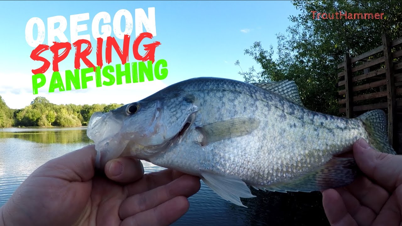 Oregon Spring Panfishing | 5 Species at Freeway Lakes - YouTube