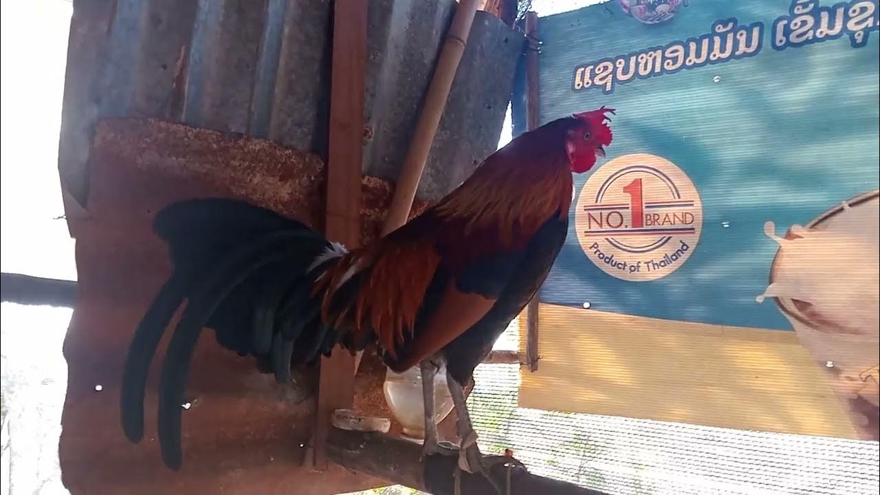 15 (1) Saib kuv cov qaib cias dib xyoos no2025 - YouTube