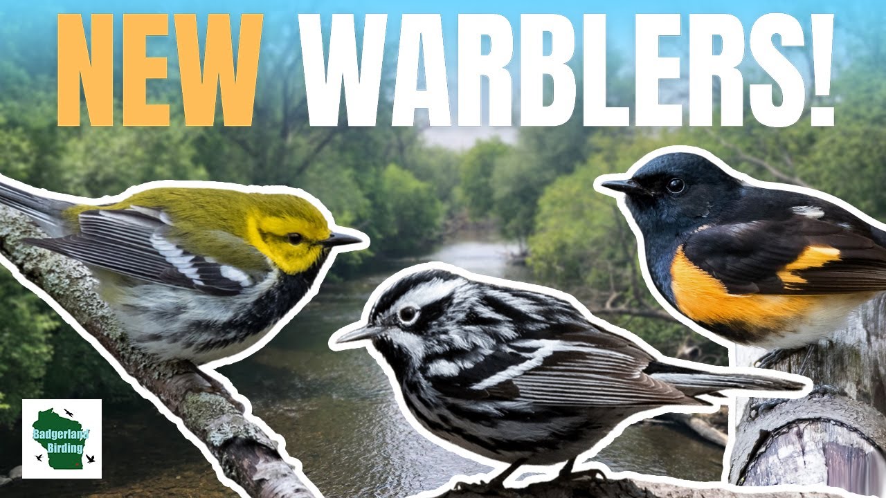 Spring Birding Quest: Tracking Down First of Year Warblers! - YouTube