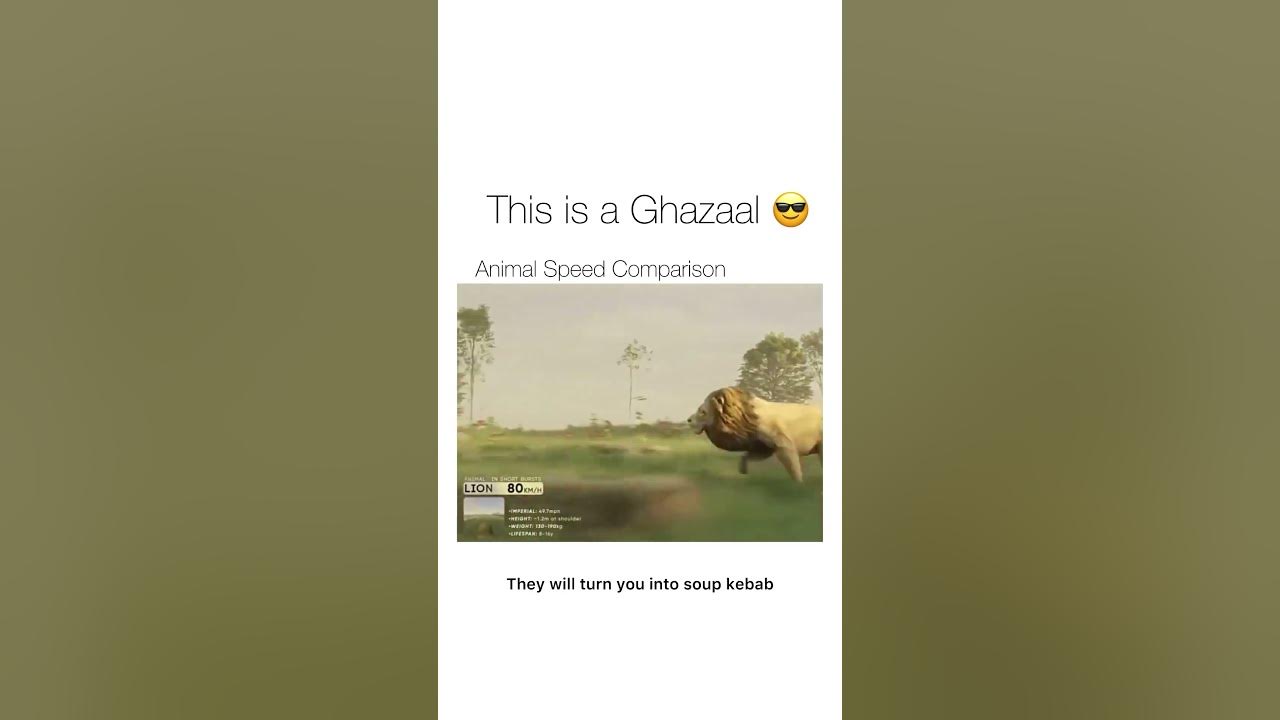 Animal speed comparison - YouTube