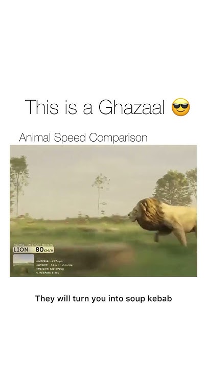 Animal speed comparison - YouTube