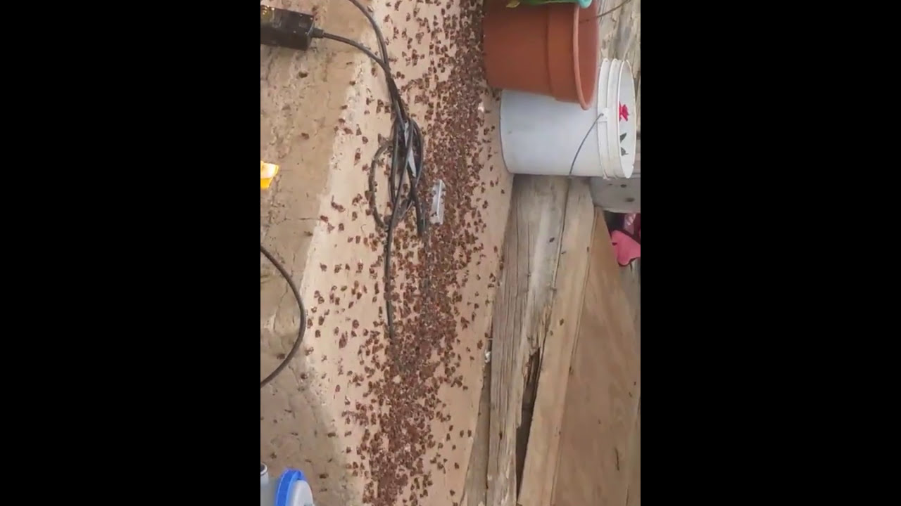 Ants all over a house (there was ants everywhere) - YouTube