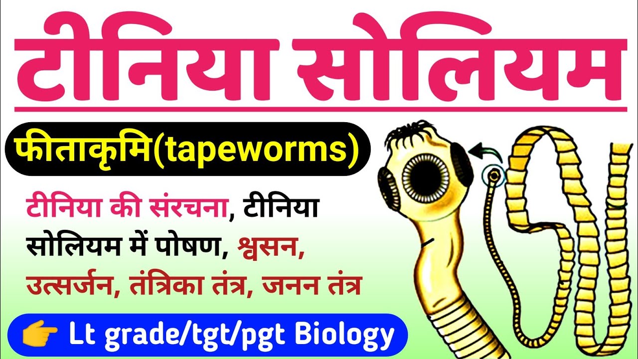 platyhelminthes: taenia solium structure | tapeworms | lt grade biology ...