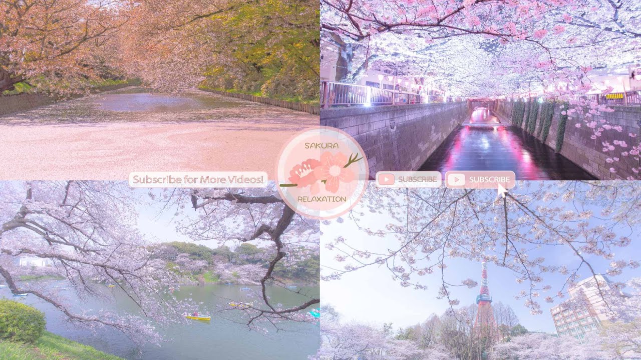 Japanese Sakura Relaxation Photos EP175 | Relaxing Music • 美しいリラックス ...