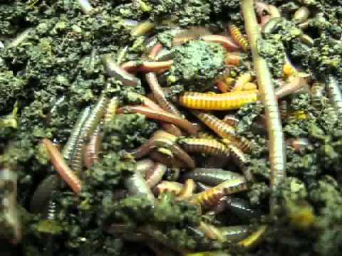 Worm Squirm - YouTube