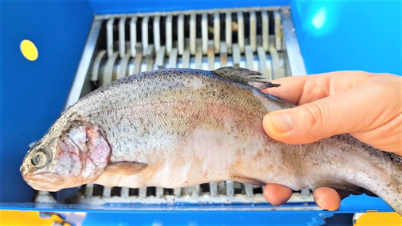 Experiment : Shredding Machine Vs Fish - YouTube